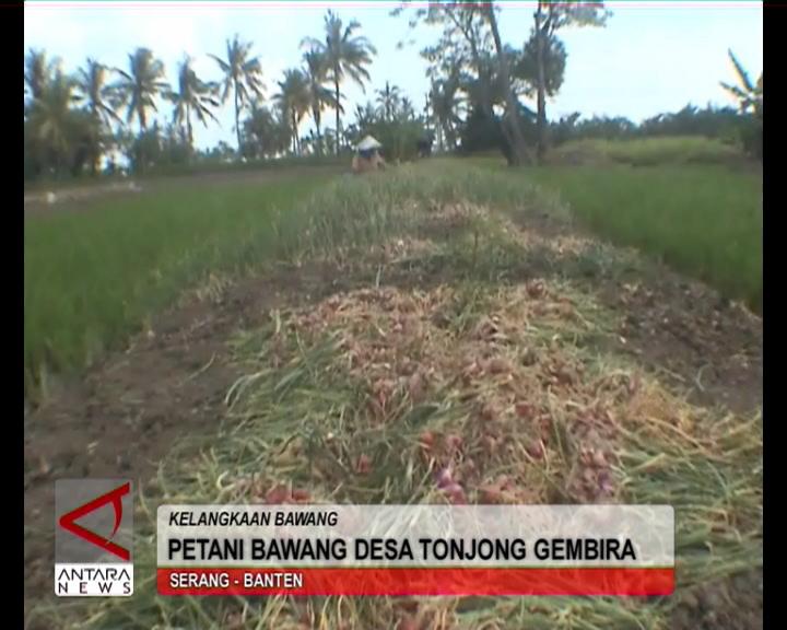 Petani Bawang Desa Tonjong Gembira - ANTARA News
