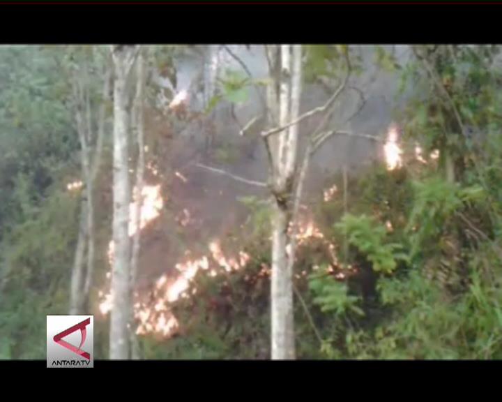 Ribuan Pohon Cengkeh Terbakar - ANTARA News