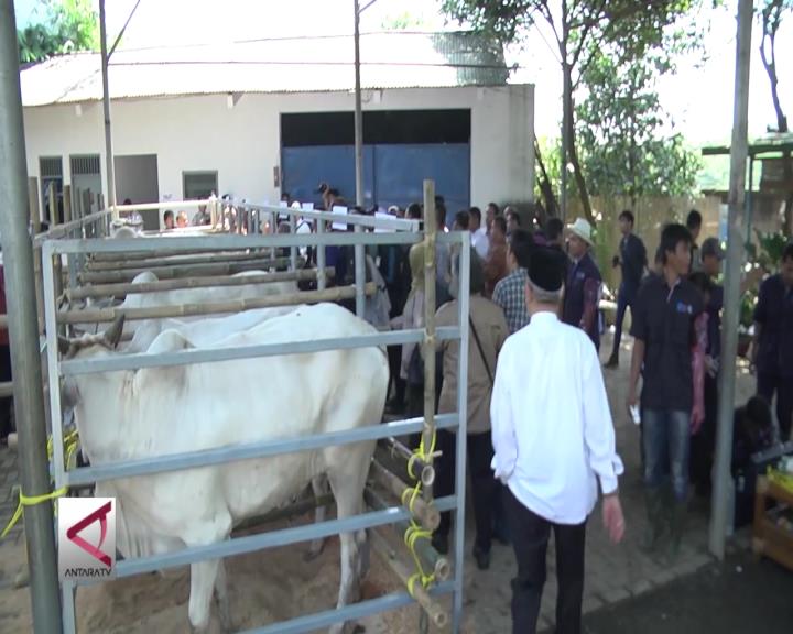 Rekayasa Genetika Cetak Sapi Lokal Unggul - ANTARA News