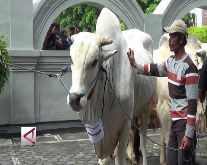 Sultan HB X Serahkan 7 Hewan Kurban Ke 5 Kabupaten/Kota - ANTARA News ...
