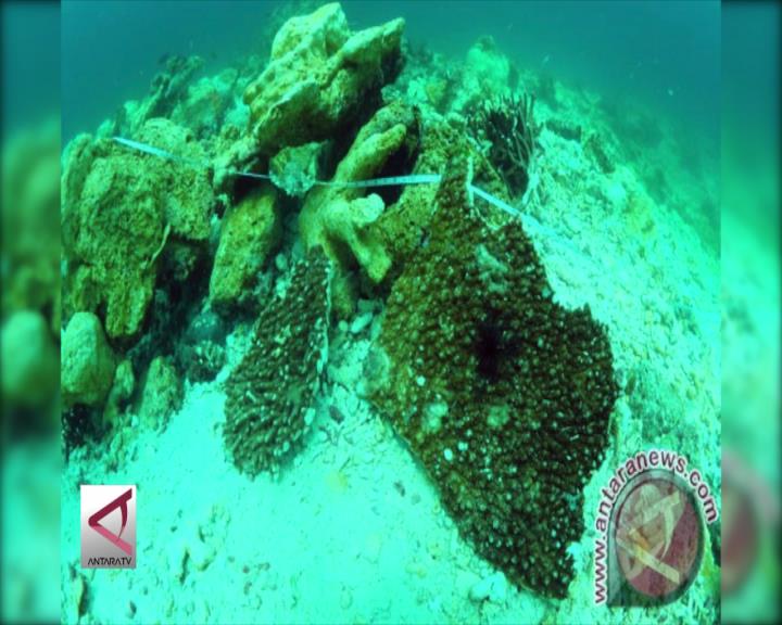 Evaluasi Kerusakan Terumbu Karang Segera Rampung - ANTARA News