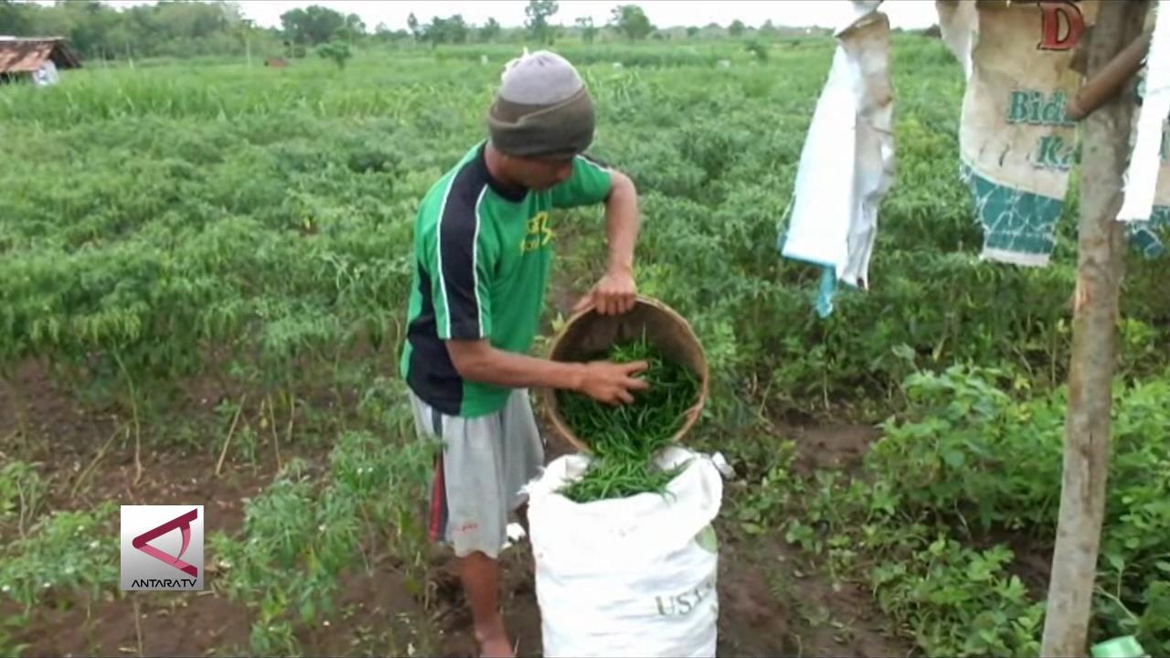 Penggunaan Kartu Tani Efektif 2018 - ANTARA News