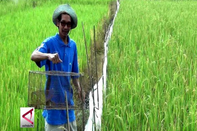 Metode TBS cara mudah basmi hama tikus - ANTARA News Yogyakarta