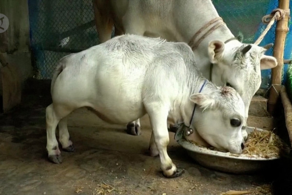 Melihat Rani, sapi kerdil di peternakan Bangladesh - ANTARA News