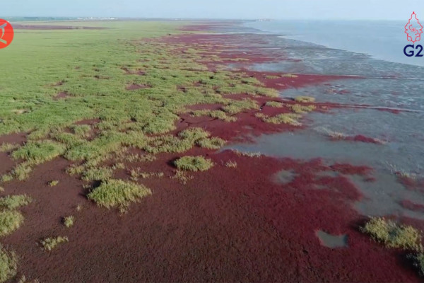 Menikmati pemandangan Panjin yang menakjubkan di segala musim - ANTARA News