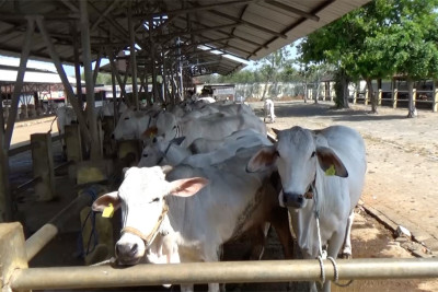 Berburu sapi peranakan unggul lewat kontes sapi PO - ANTARA News Yogyakarta